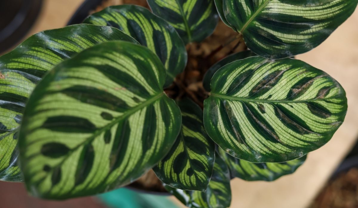 Peacock Plant Benefits Care And Maintenance Tips