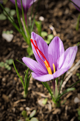 Saffron plant or kesar flower: Facts, growth, care tips and uses