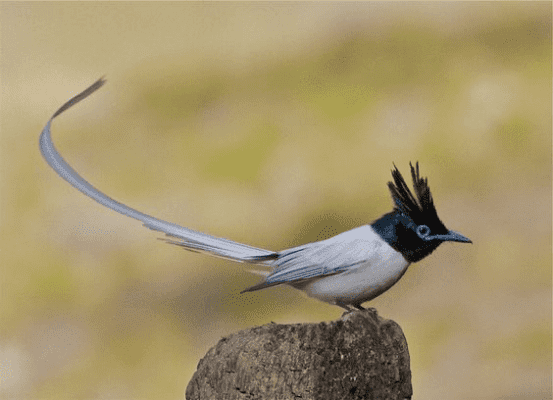 National Parks Of Madhya Pradesh