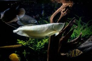 Significance of Arowana fish in Feng Shui