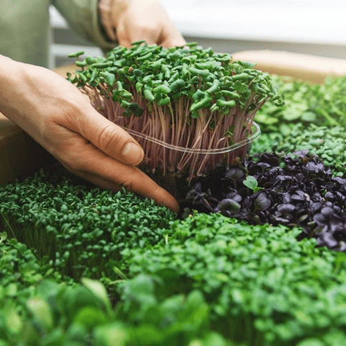 Microgreens: benefits, Grow, and Maintenance Tips 2023
