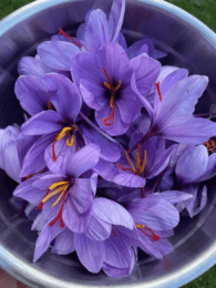 Saffron plant or kesar flower: Facts, growth, care tips and uses