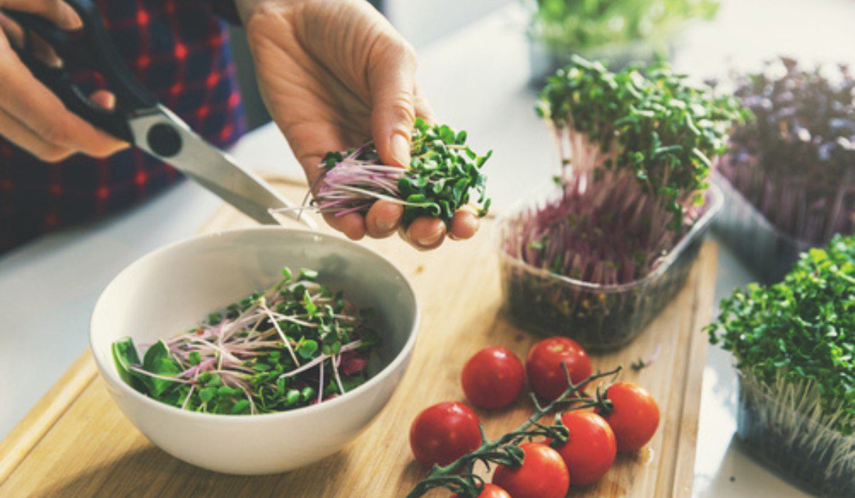 Microgreens: benefits, Grow, and Maintenance Tips 2023