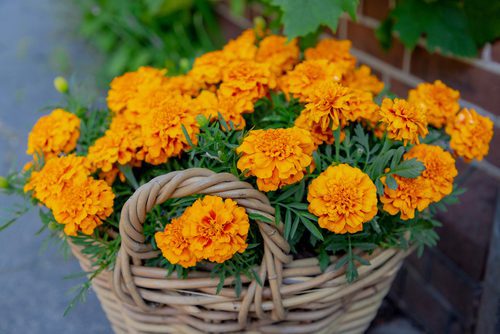 Tagetes Erecta: What are Their Types, Benefits, and Uses?