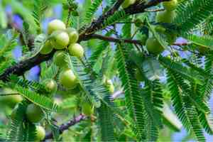 Amla Tree: How to Grow and Maintain, Tips