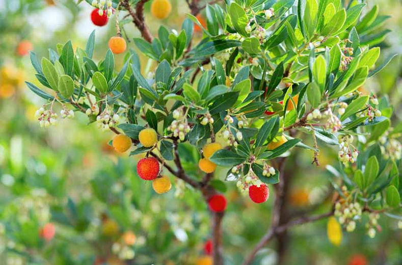 Strawberry tree: Facts, uses, how to grow and care tips