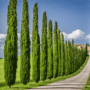 Cypress Tree: How to Grow and Maintain, Tips