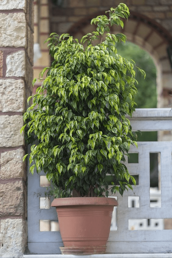 Indoor Ficus Trees