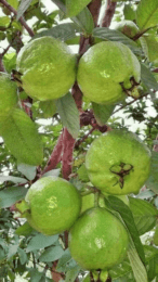 Guava Botanical Name: All you Need to Know