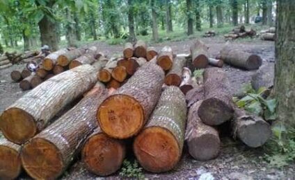 Mahogany tree: Facts, uses, benefits, grow tips and care