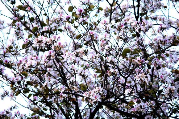 Kachnar Tree: Tree: How to Grow and Maintain, Tips