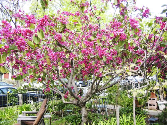 Orchid Tree: Growing and Care Tips for Healthy Blossoms