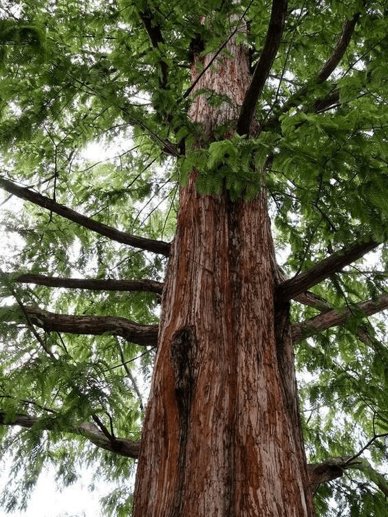 Redwood tree: Facts, benefits, how to grow and care tips