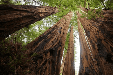 Redwood tree: Facts, benefits, how to grow and care tips