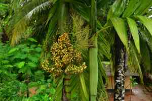 Supari tree: Growth, maintenance, benefits and toxicity