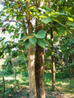 Sagwan Tree: Benefits, Uses, and Care Tips