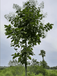 Sagwan Tree: Benefits, Uses, and Care Tips