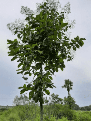 Sagwan Tree: Benefits, Uses, and Care Tips