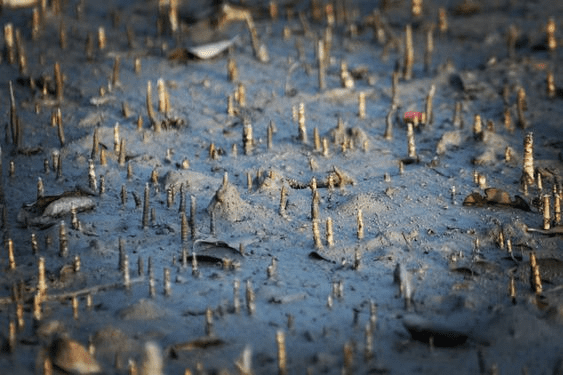 Sundari Tree: How to Grow and Care