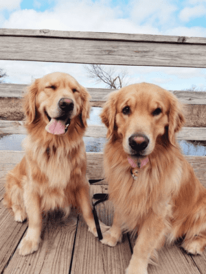 Top 15 best dogs for your home