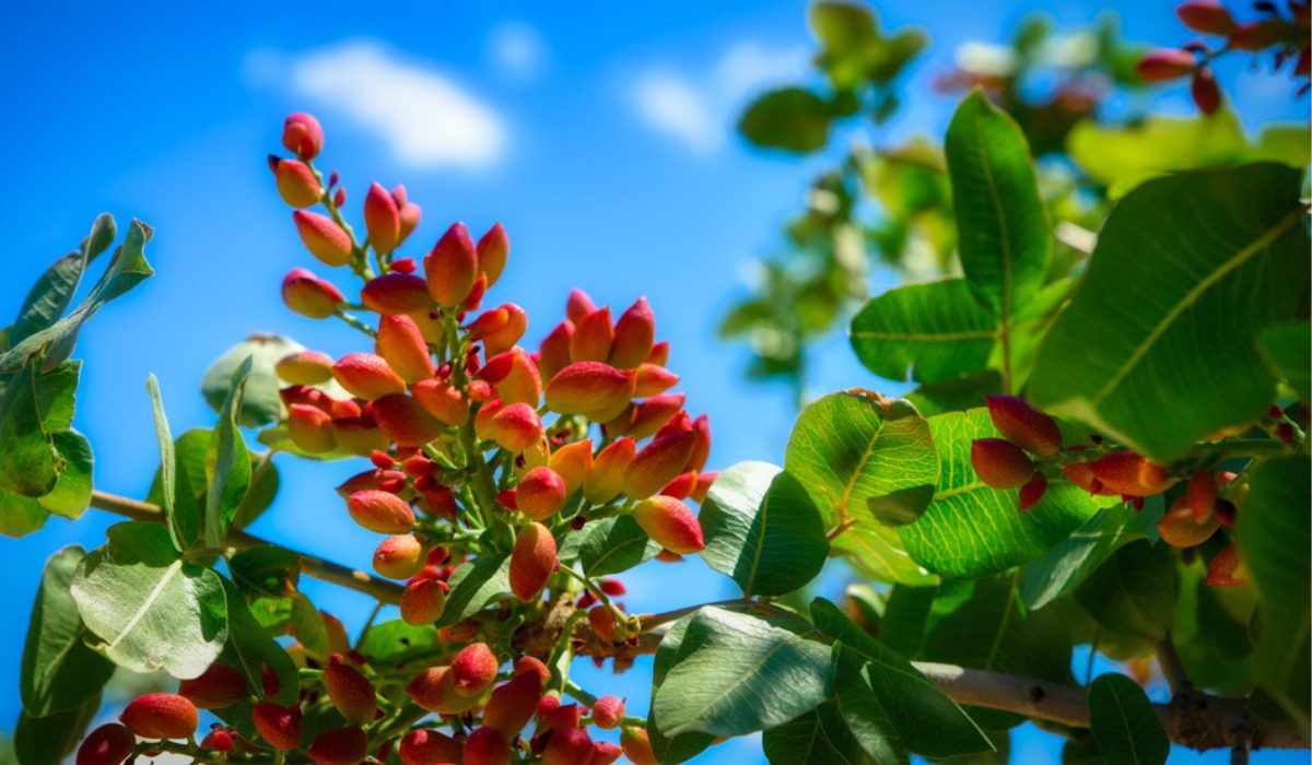 Tree of Pista Quick Facts, Planting and Maintenance Tips Tree of Pista Quick Facts, Planting and Maintenance Tips