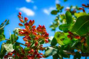 Tree of Pista Quick Facts, Planting and Maintenance Tips