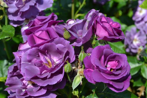 What Are Garden Roses And How to Grow Them?