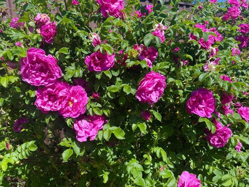 New Year Rose: Facts, Propagation, Maintenance, and Uses