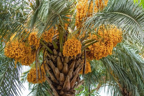 Khajur Tree: Growing and Caring Tips for Healthy Growth
