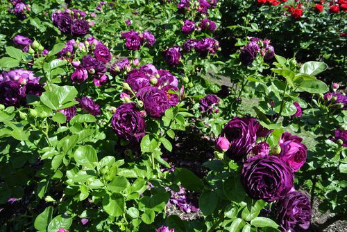 What Are Garden Roses And How to Grow Them?