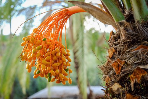 Khajur Tree: Growing and Caring Tips for Healthy Growth