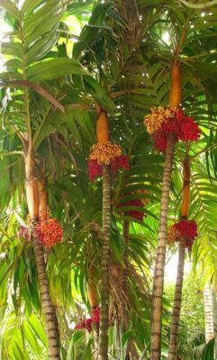 Supari tree: Growth, maintenance, benefits and toxicity