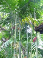 Supari tree: Growth, maintenance, benefits and toxicity