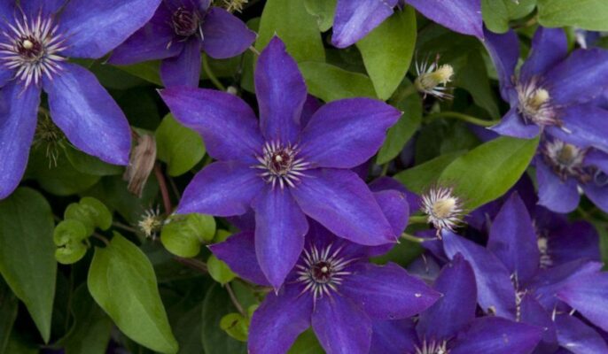 Clematis: Facts, growth, care, and uses of the flowering vine