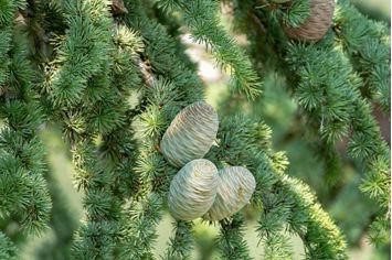 Deodar Tree: Facts, How to Grow and Care for Cedrus Deodara