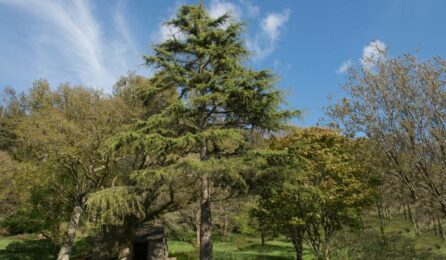 Deodar Tree: Facts, How to Grow and Care for Cedrus Deodara