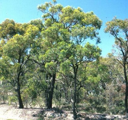 Eucalyptus tree: Growth and maintenance