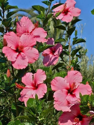 List of the best flower plants for home