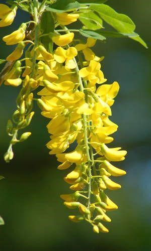 Laburum Tree: How to Grow it in your Home Garden