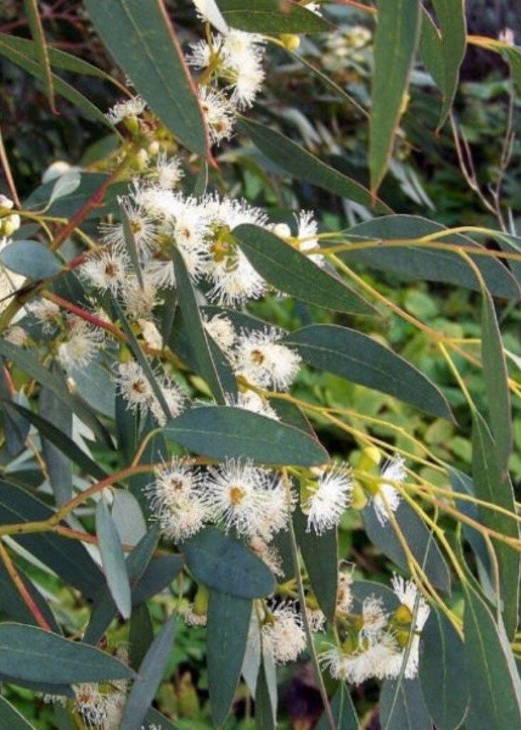 Eucalyptus tree: Growth and maintenance