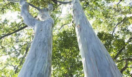 Nilgiri trees: Facts, uses, grow tips and care