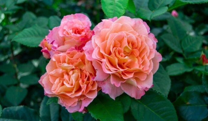Hybrid Tea Rose: Benefits, Uses, How to Grow and Care Tips