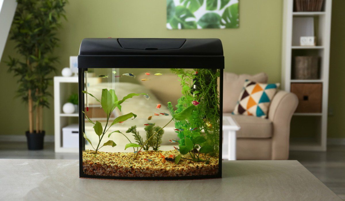  Cool Fish Bowl Ideas 