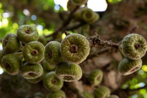 Sacred fig: All you need to know about the peepal tree