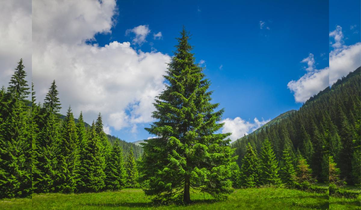 Pinewood Facts How To Grow Care And Benefits