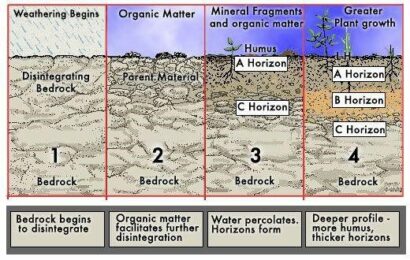 Soil Formation: Process, Factors and Importance
