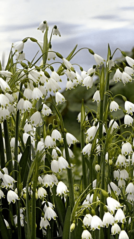 Top 10 lovely spring flowers you can plant