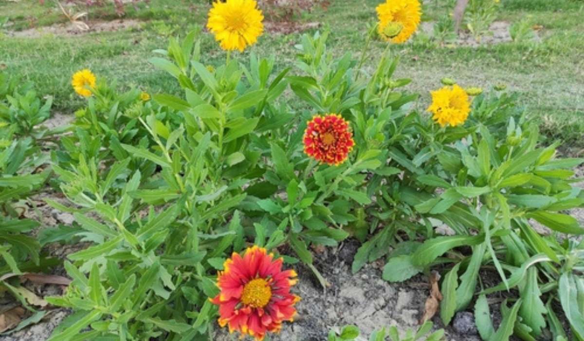 Botanical Garden Noida: Travel guide