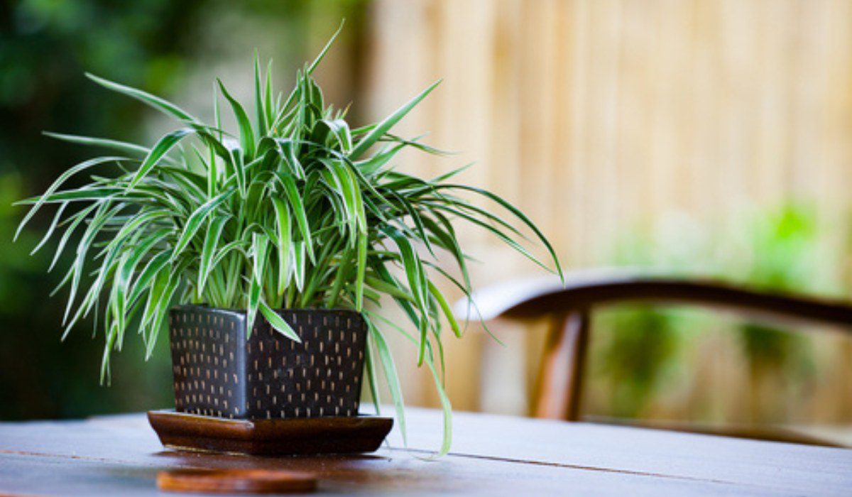 Spider plant care, benefits, and other details