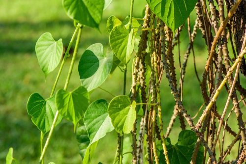 13 native Indian plants with medicinal values